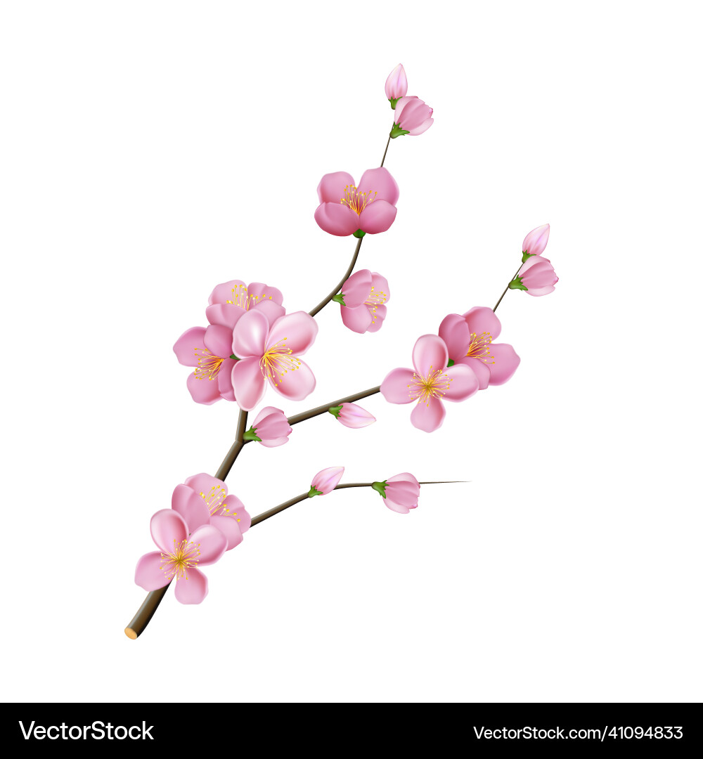 Sakura flower branch blossom Royalty Free Vector Image