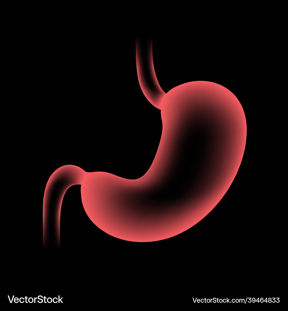 Stomach anatomy 3d Royalty Free Vector Image - VectorStock