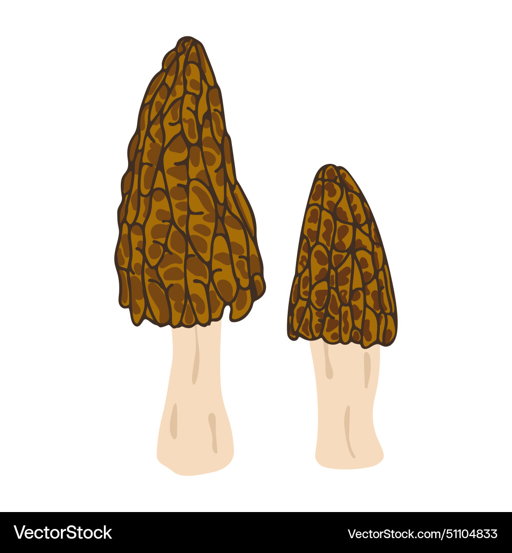 Two morel mushrooms hand drawn trendy flat style Vector Image