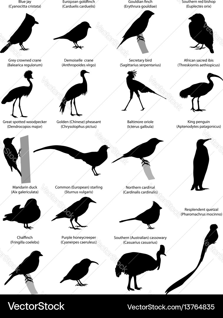 Secretary Bird Vector Images (over 110)