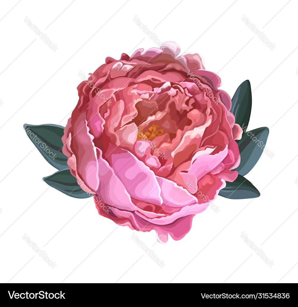 Elegant Pink Peony Royalty Free Vector Image - VectorStock
