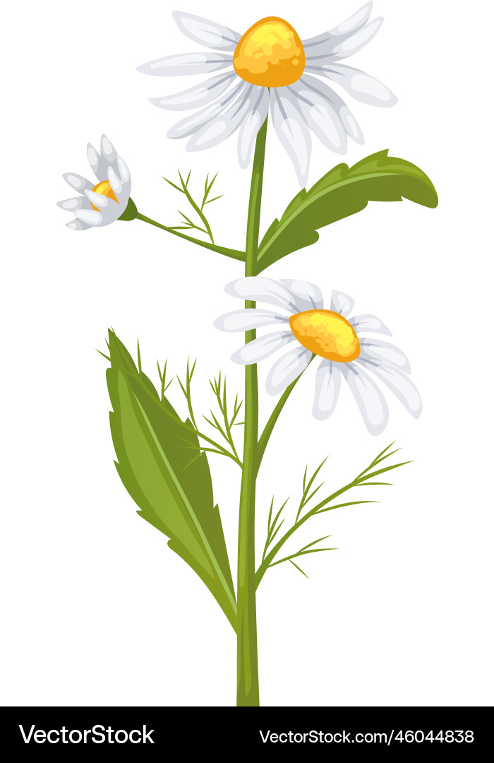 White Daisy Flower Clipart Cartoon