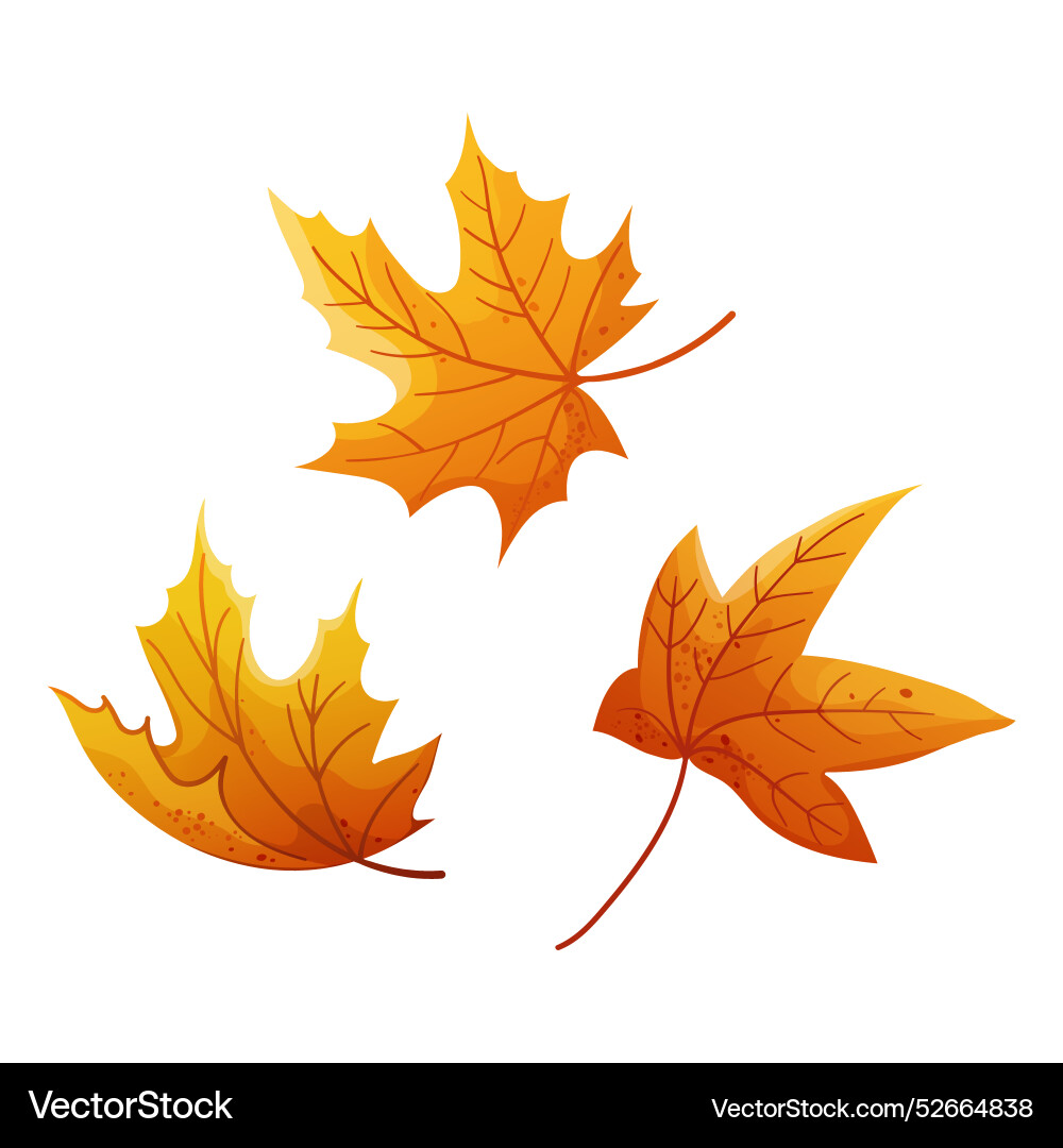 Fallen autumn maple leaves on white background Vector Image
