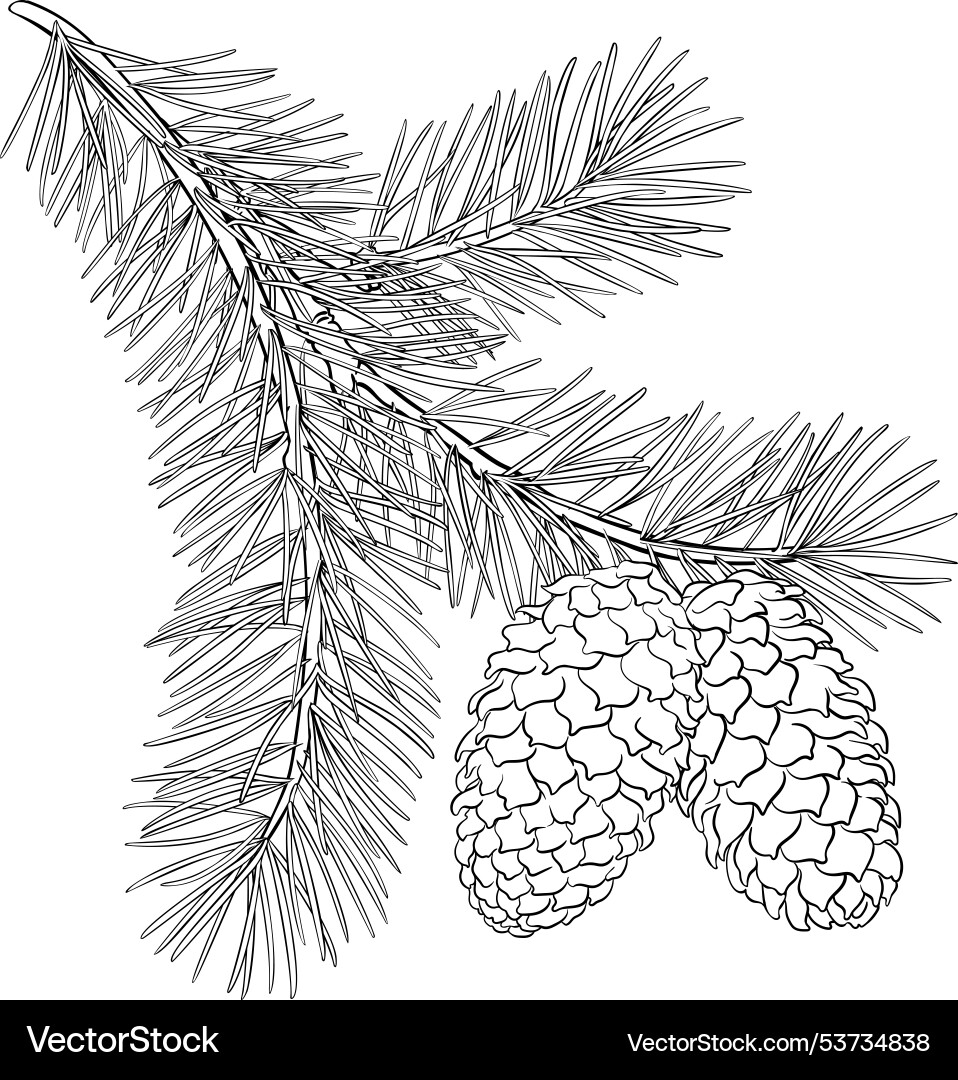 Fir tree branch with cones outline Royalty Free Vector Image