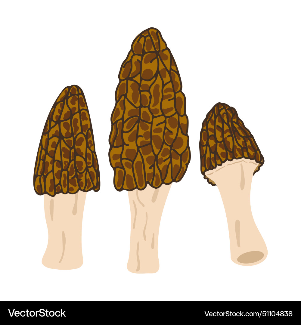 Three morel mushrooms hand drawn trendy flat Vector Image