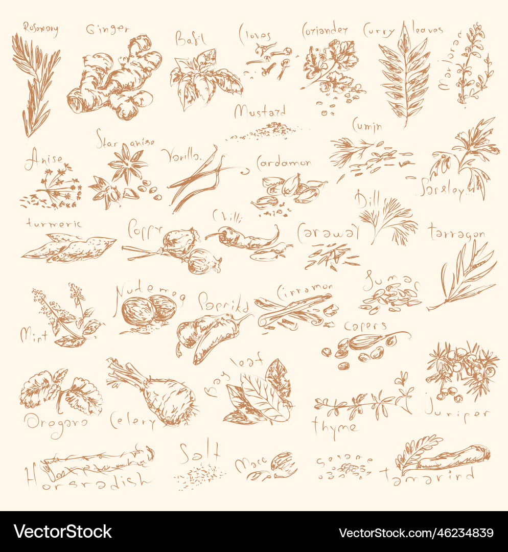Herbs and spices collection Royalty Free Vector Image