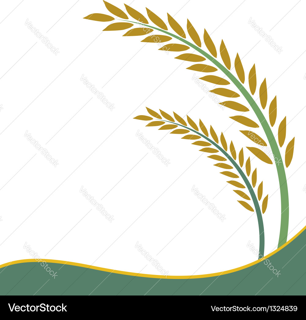 Rice Royalty Free Vector Image - VectorStock