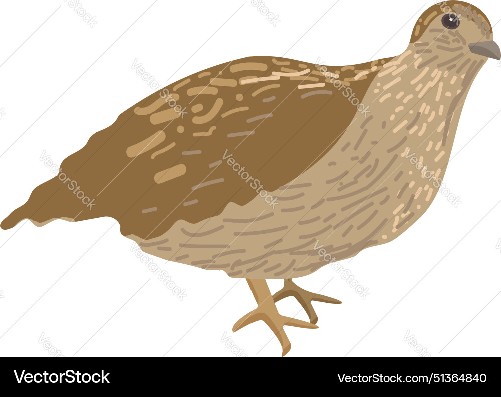 A brown quail Royalty Free Vector Image - VectorStock