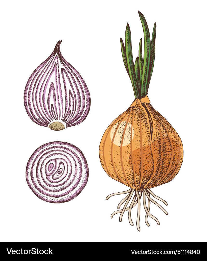 Hand drawn onion set Royalty Free Vector Image