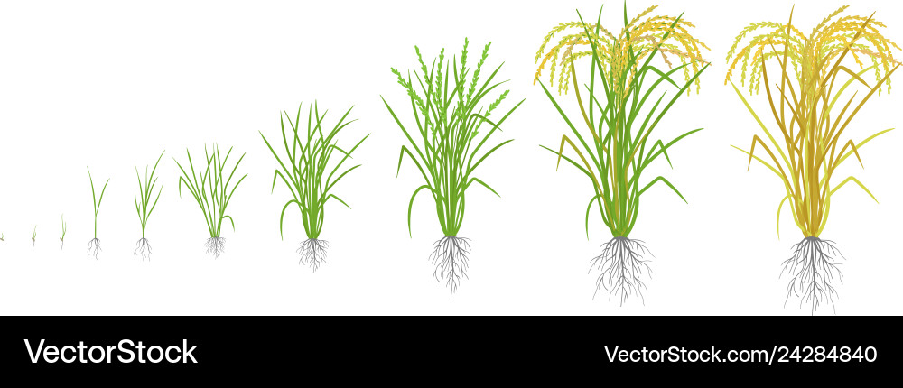 Rice Plant Growth Stages Royalty Free Vector Image