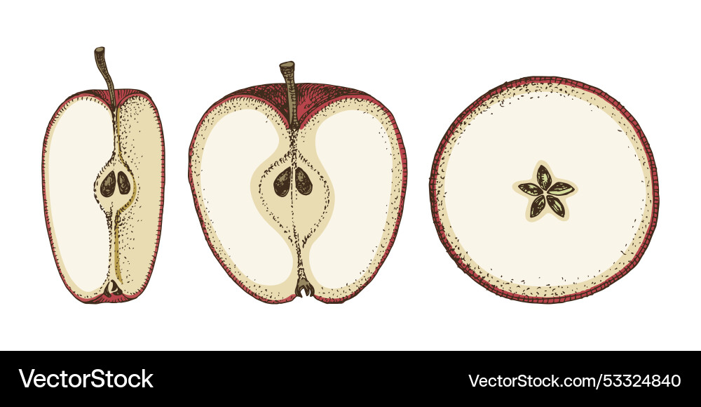 Sliced ripe apple hand drawn Royalty Free Vector Image