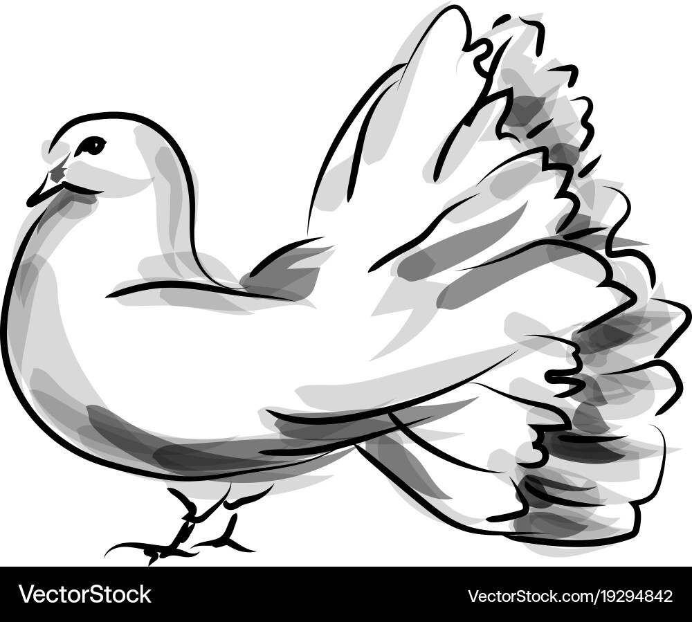 Ink Dove Sketch Royalty Free Vector Image - VectorStock