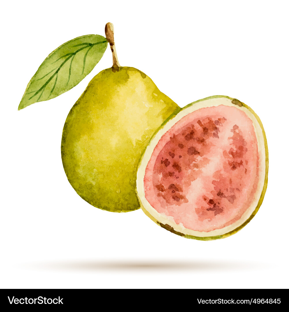 Guava Royalty Free Vector Image - VectorStock