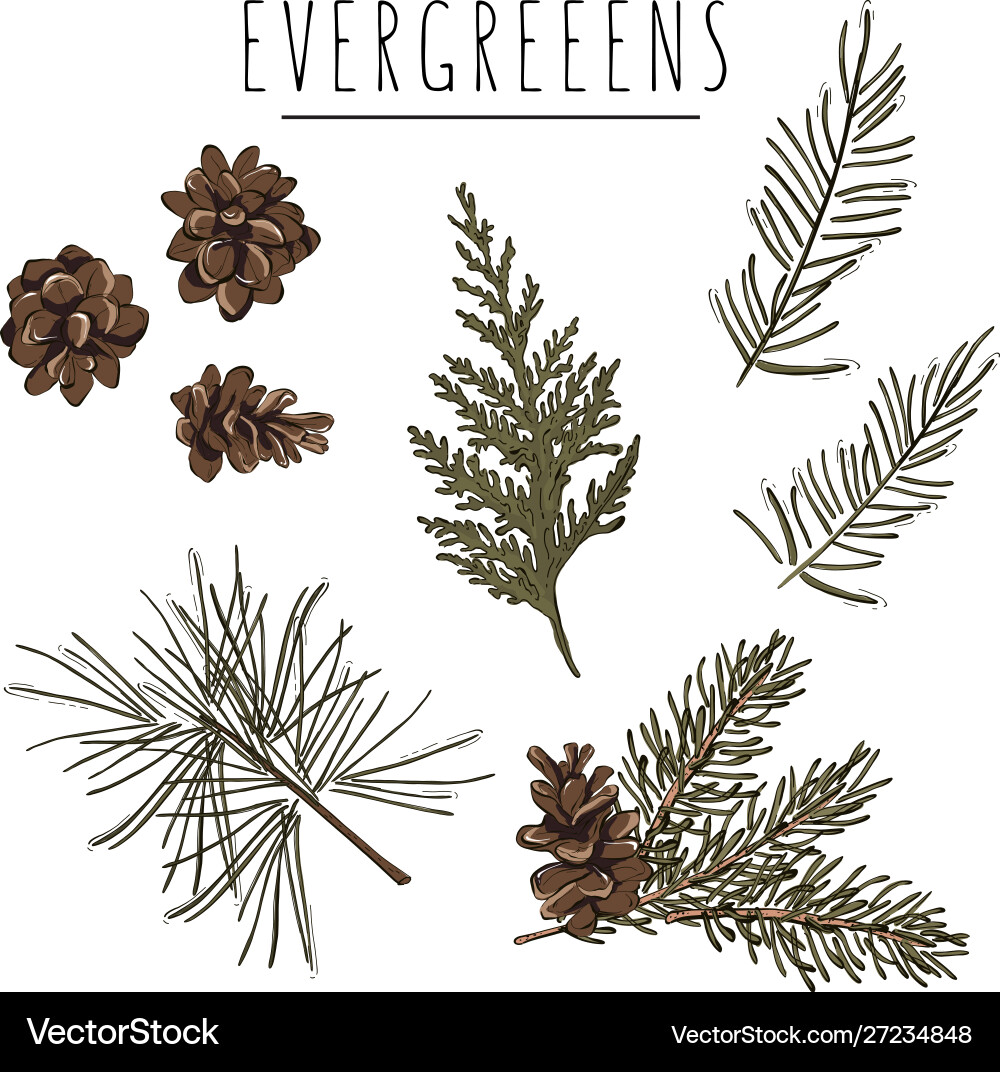 Winter Pine Cones & Fir Branches Royalty Free Vector