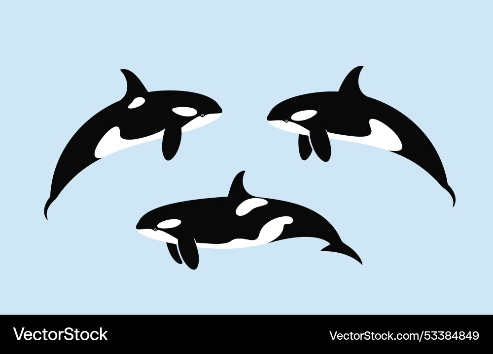 Killer whale Royalty Free Vector Image - VectorStock