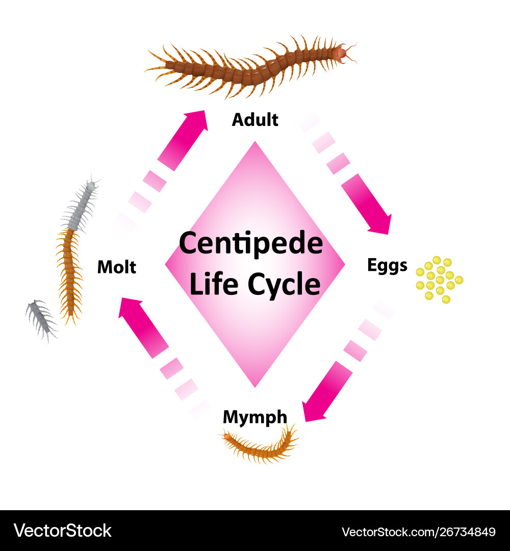 Life cycle centipede is molting Royalty Free Vector Image