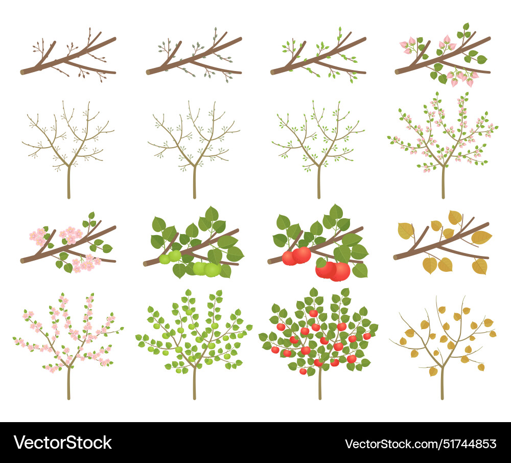 Apple tree development stages of plants budding Vector Image