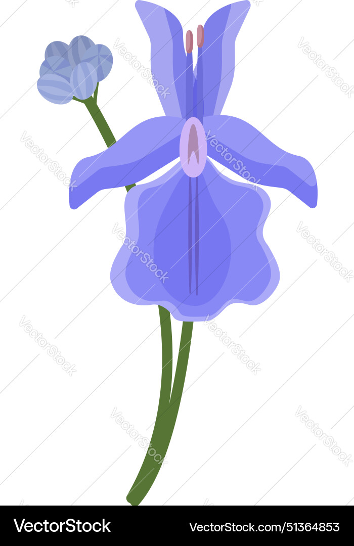 Elegant blue iris flower Royalty Free Vector Image