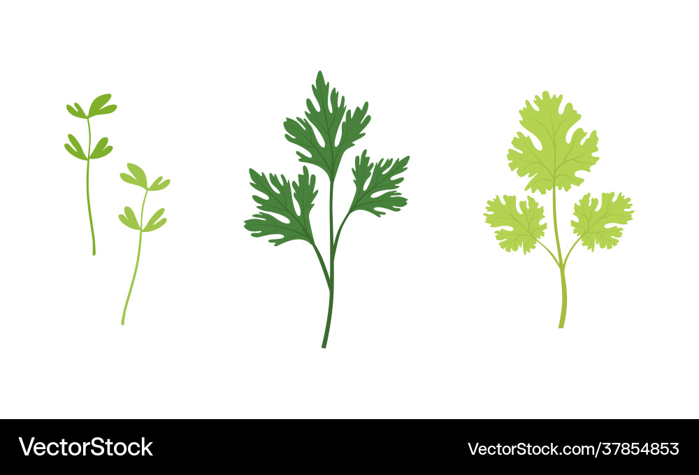 Green Leafy Vegetable Set Royalty Free Vector Image