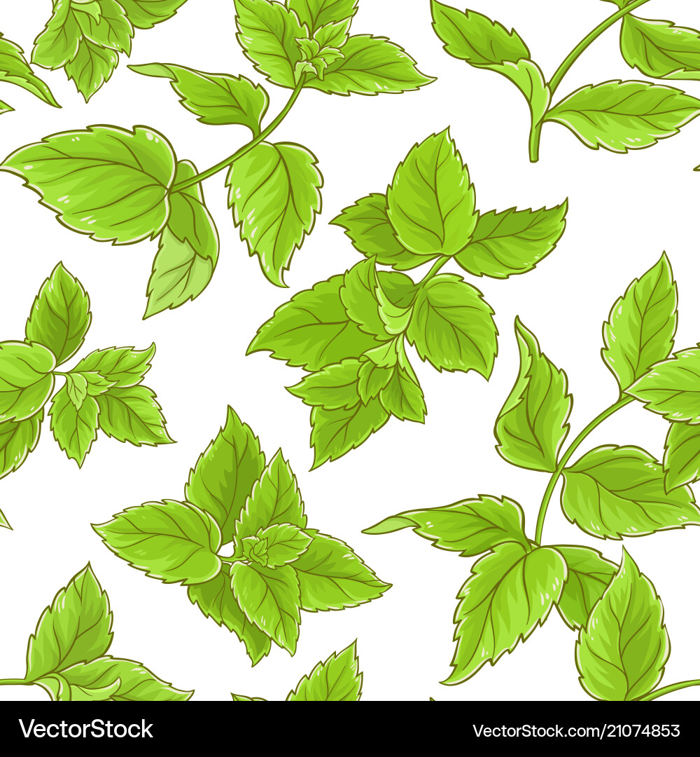 Peppermint Leaf Pattern Royalty Free Vector Image