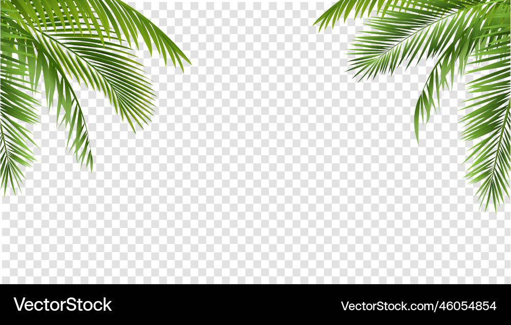 Green palm leaf border isolated and transparent Vector Image