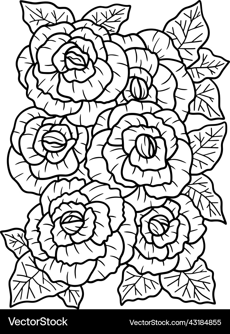Begonia Flower Coloring Page Royalty Free Vector Image