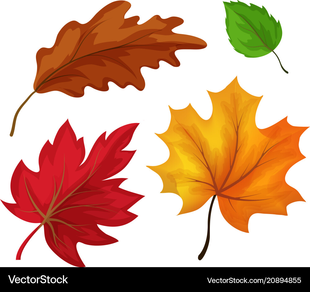 Sketch autumn leaves set Royalty Free Vector Image