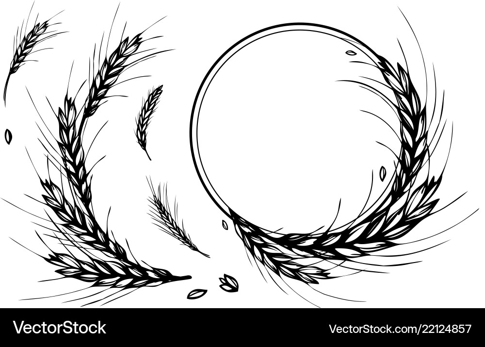Wheat rye barley round frame or wreath Royalty Free Vector