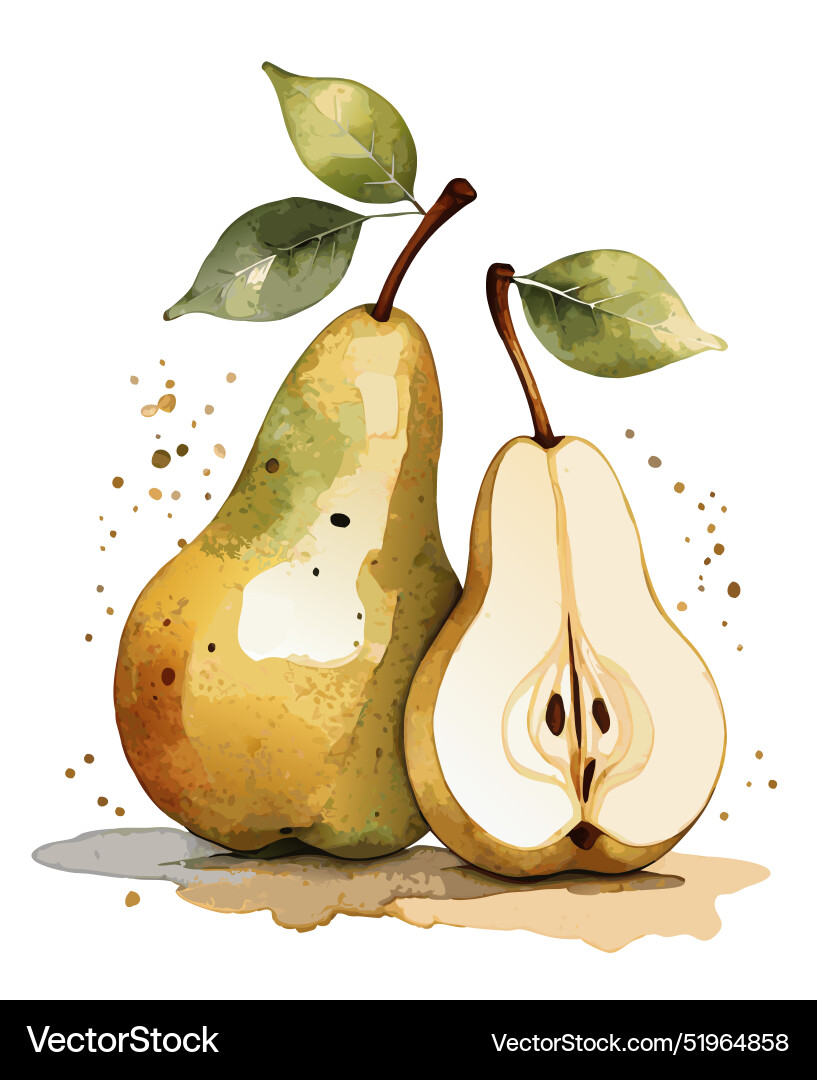 Juicy pear watercolor style Royalty Free Vector Image