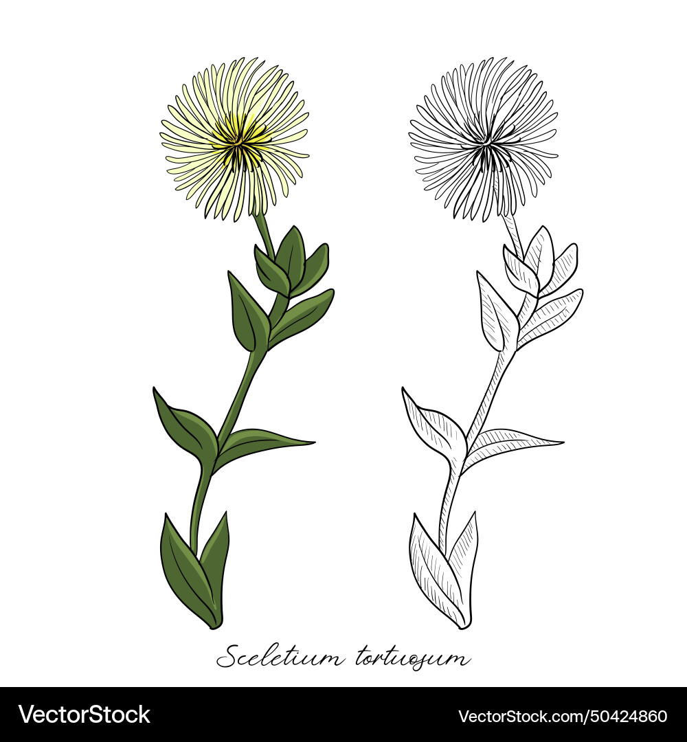 Drawing kanna Royalty Free Vector Image - VectorStock