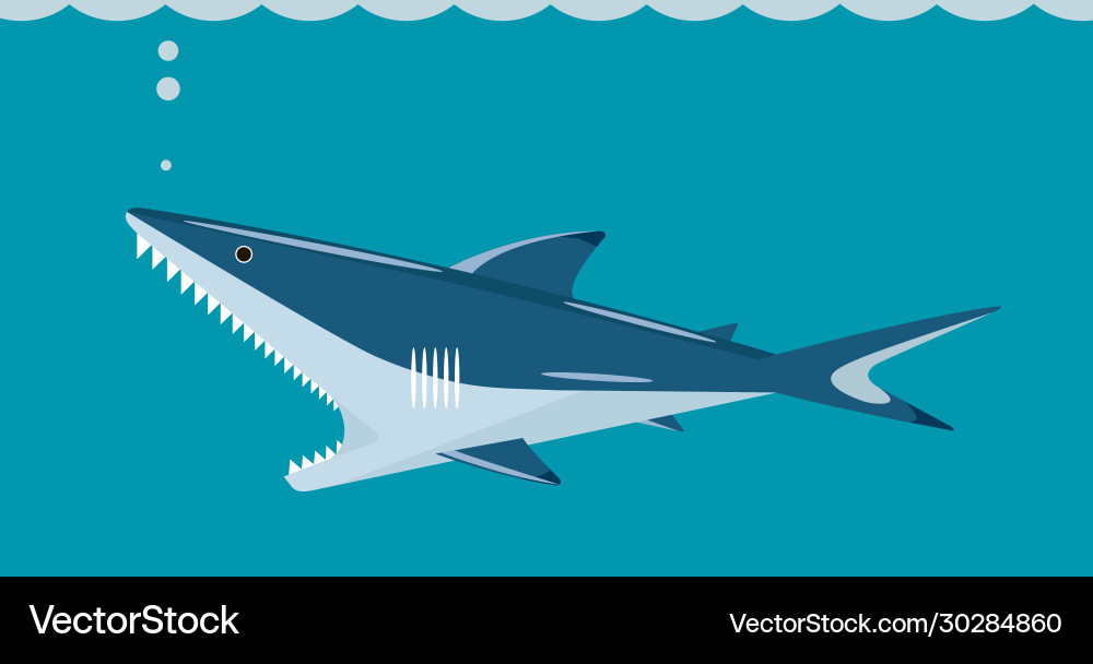 Shark Royalty Free Vector Image - VectorStock