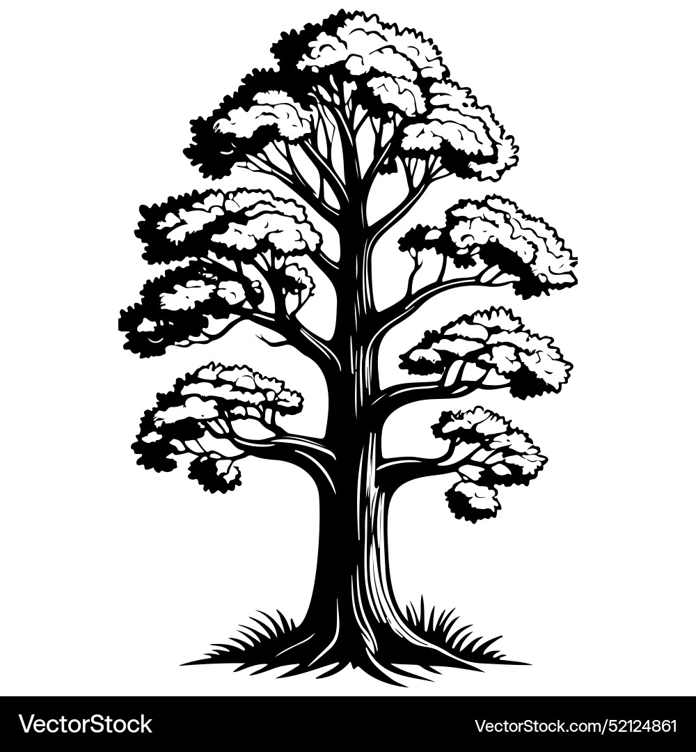 Cartoon oak tree drawing realistic outline line Vector Image