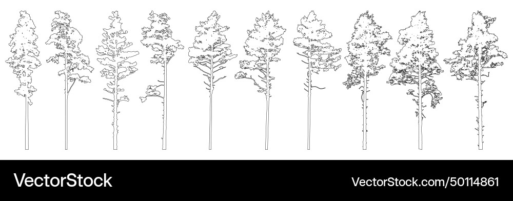 Contour of tall coniferous trees set Royalty Free Vector