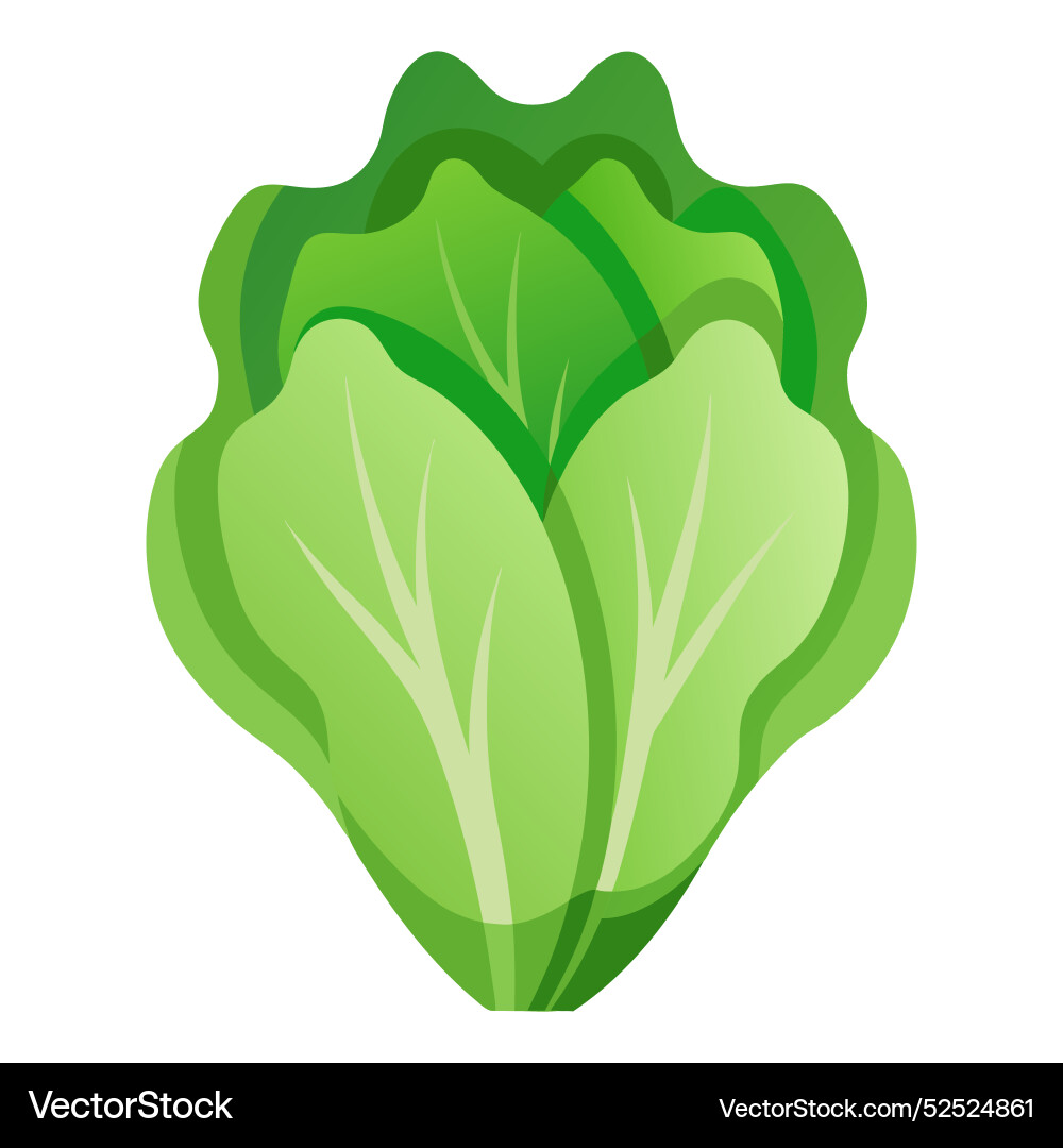 Lettuce vegetable for cooking meals a bright Vector Image