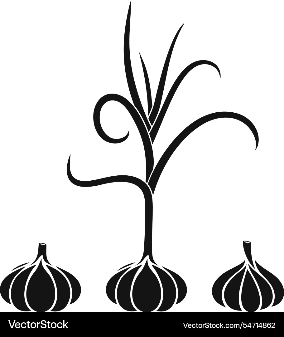 Garlic Royalty Free Vector Image - VectorStock