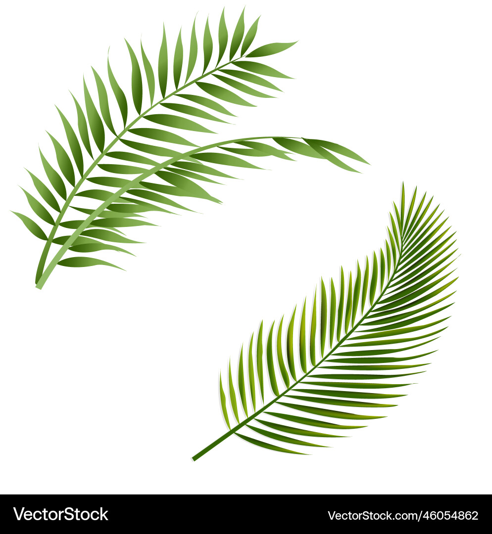 Green palm leaf isolated white Royalty Free Vector Image