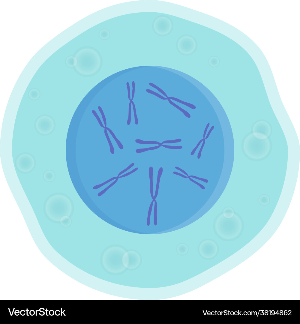 Human Cell with Nucleus Royalty Free Vector Image