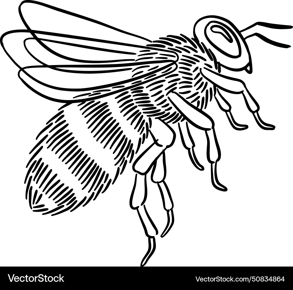 Hand-drawn flying honey bee Royalty Free Vector Image
