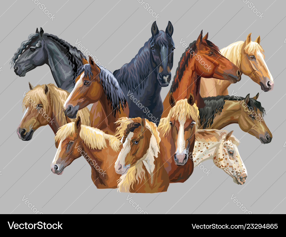 Diverse Horse Breeds Portrait Set Royalty Free Vector Image