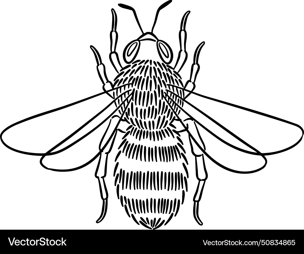 Hand-drawn honey bee Royalty Free Vector Image