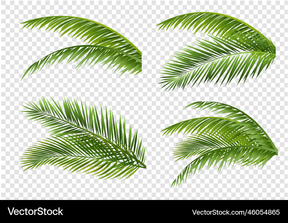 Palm tree branches collection isolated Royalty Free Vector