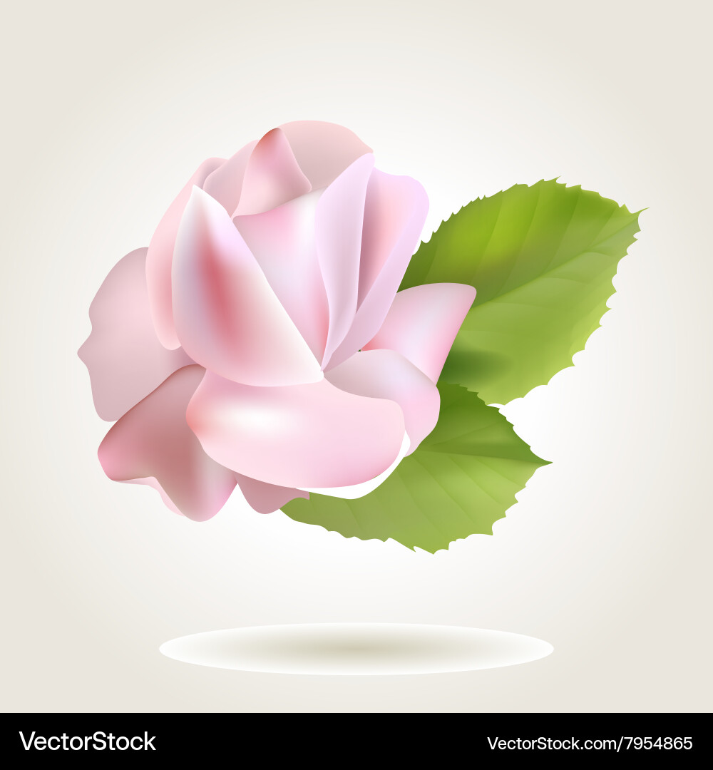 Rose big Royalty Free Vector Image - VectorStock