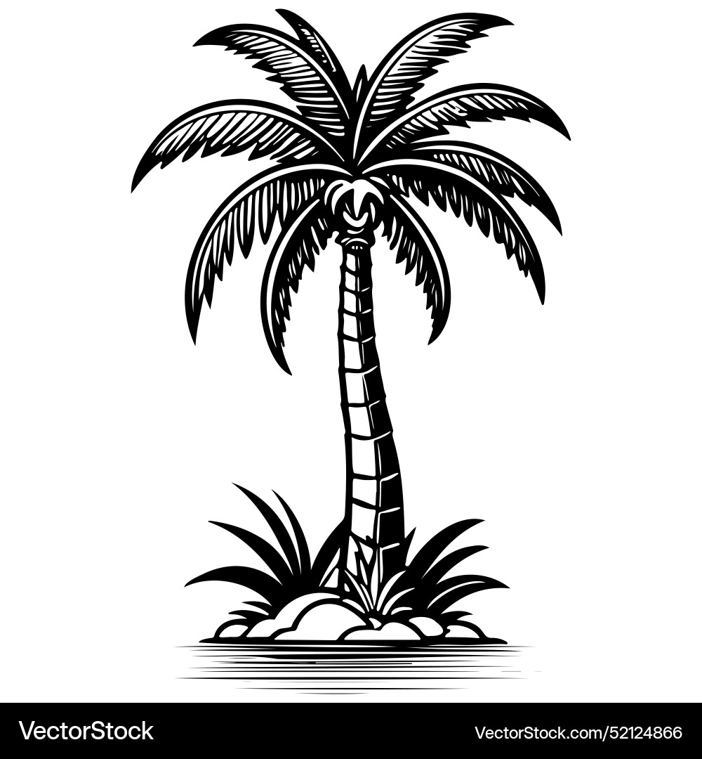 Cartoon palm tree hand drawn line transparent Vector Image