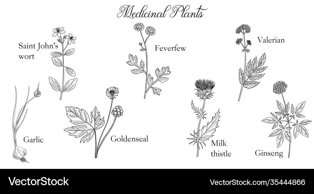 Drawing medicinal plants Royalty Free Vector Image