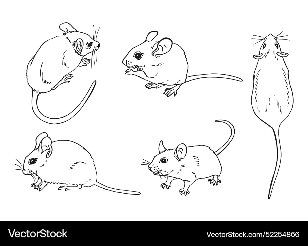 Set of mouse hand drawn Royalty Free Vector Image