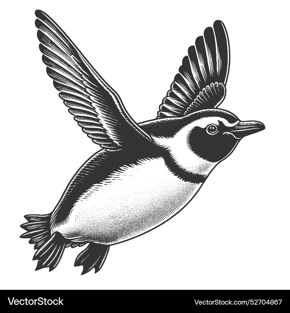 Flying penguin engraving Royalty Free Vector Image