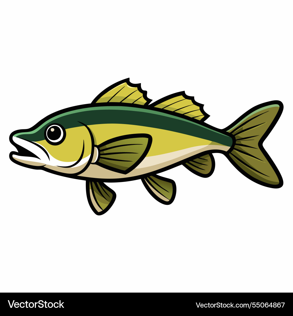 Walleye fish isolated flat on white background Vector Image