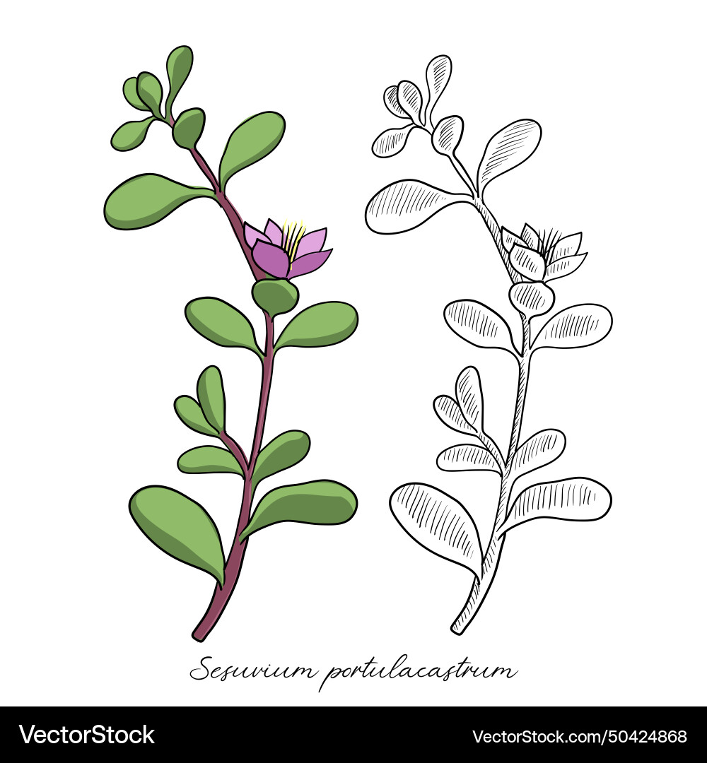 Drawing shoreline purslane Royalty Free Vector Image