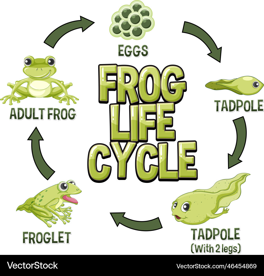Frog life cycle diagram Royalty Free Vector Image