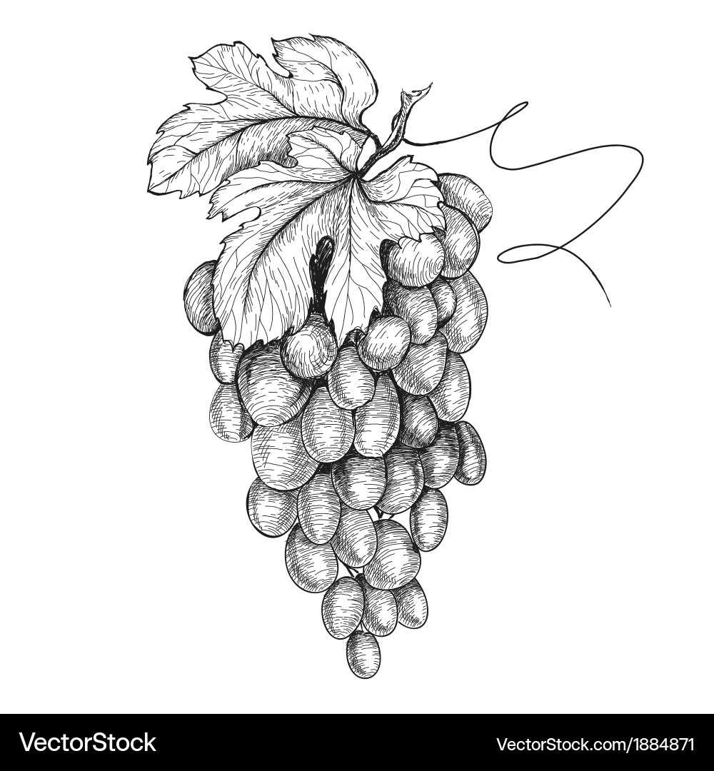 Hand Drawn Grapes Sketch Royalty Free Vector Image